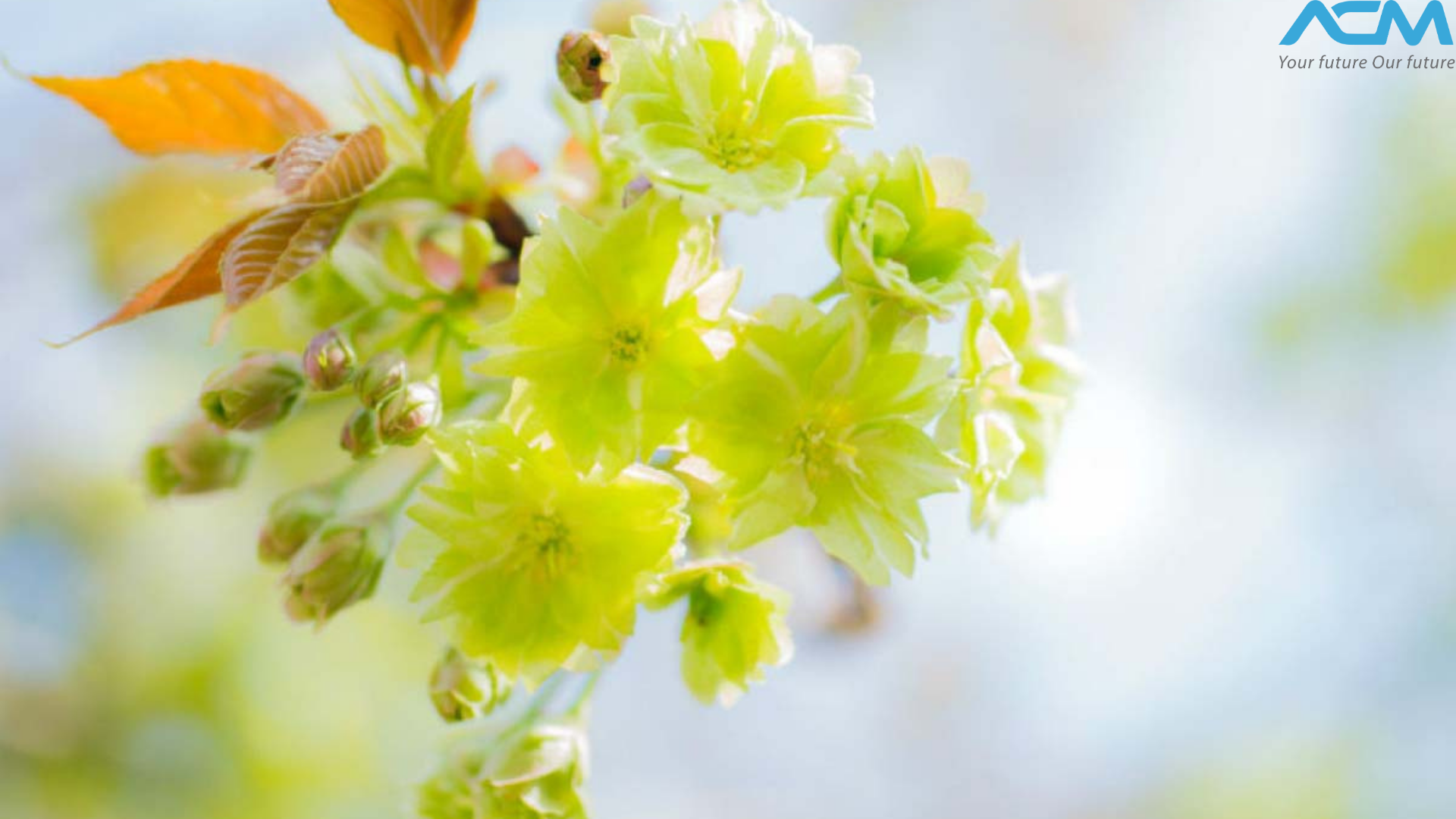 Những loại hoa anh đào mới lạ tại Nhật Bản