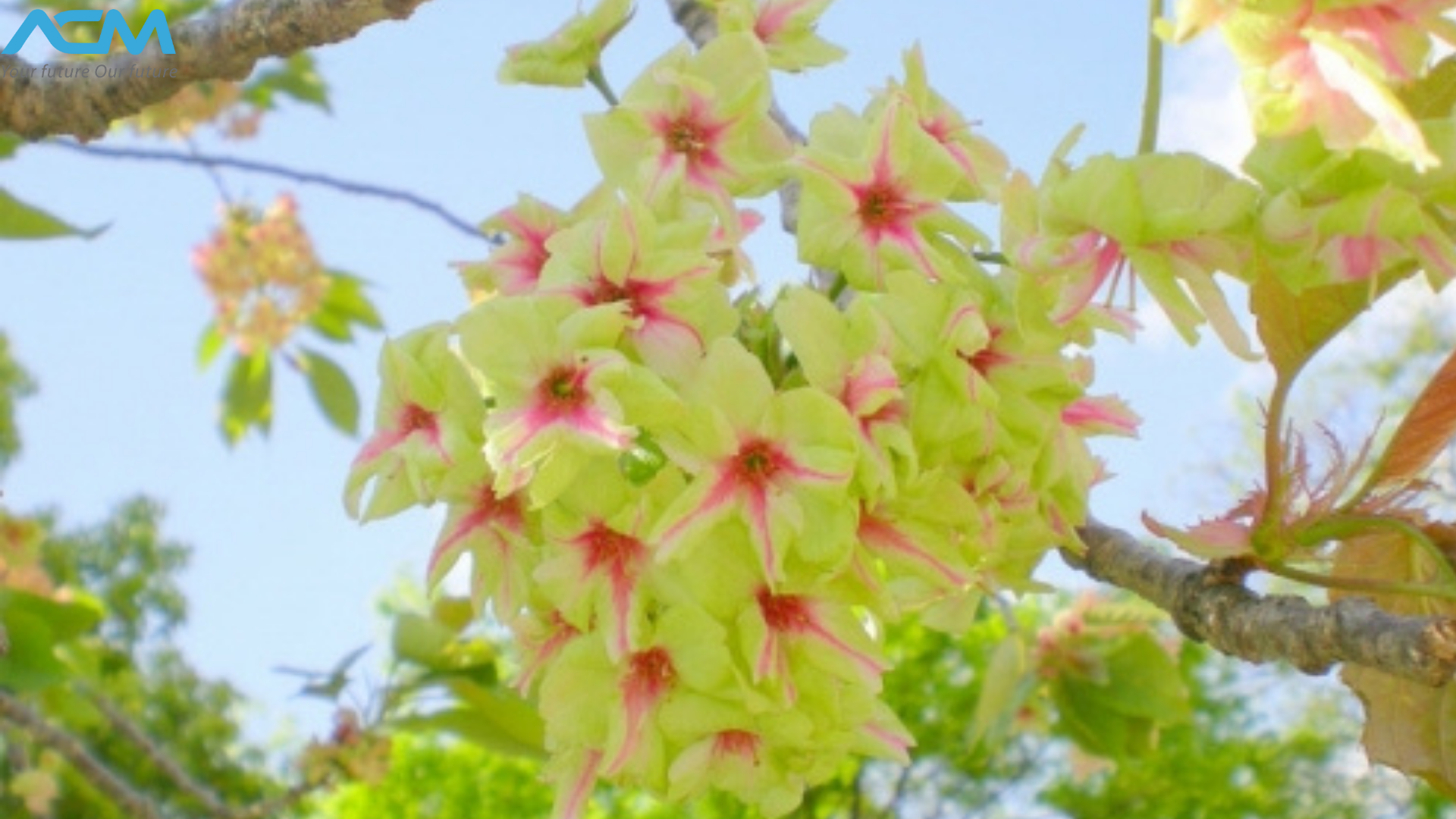 Những loại hoa anh đào mới lạ tại Nhật Bản